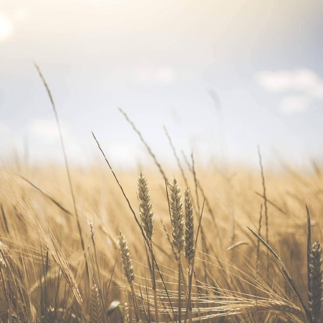 Agricultural and Applied Economist - Yuan Chai