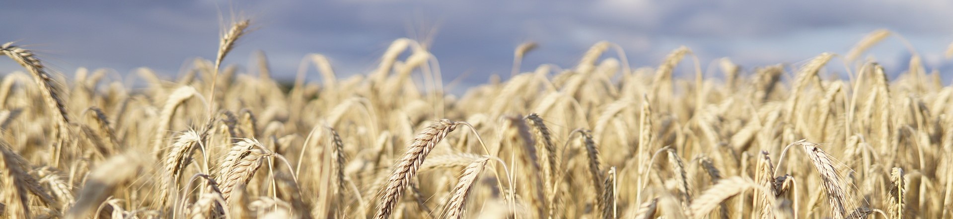 Wheat Multi-Trait Predictions: A Quantitative, Genotype x Environment (GxE) Approach to ...